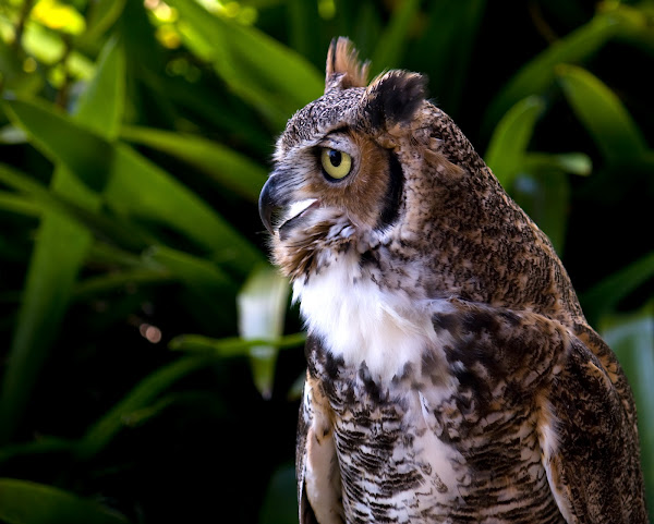 Great Horned Owl Face Side View