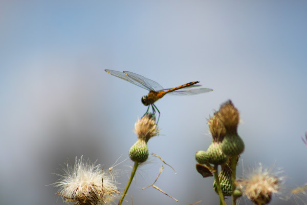Golden-winged Skimmer | Project Noah