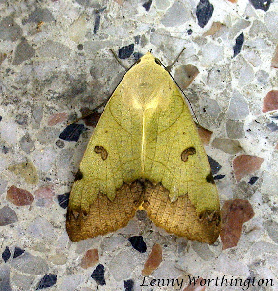 Noctuidae Moth | Project Noah