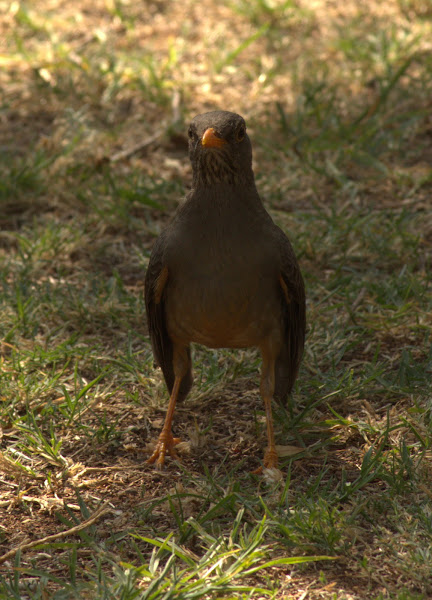 Karoo Thrush (Geelbek Lyster) | Project Noah