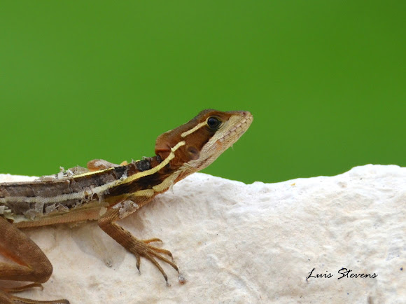 Brown Basilisk or Striped Basilisk | Project Noah
