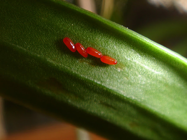 Scarlet Lilly Beetle Eggs | Project Noah