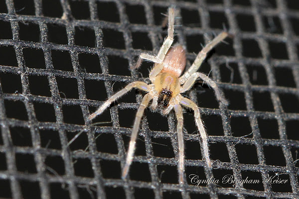 Longlegged Sac Spider | Project Noah