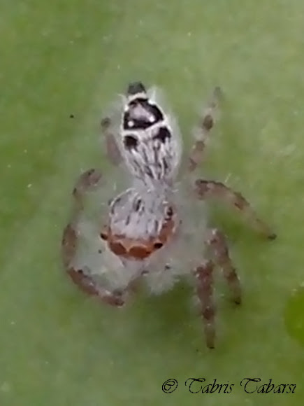 Bearded jumping spider | Project Noah