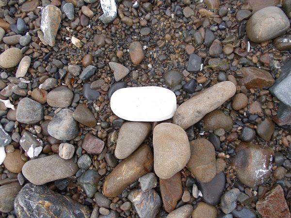 Shield Shell | Project Noah