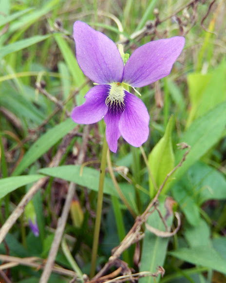 Early Blue Violet | Project Noah