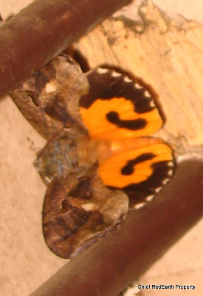 Fruit Piercing Moth | Project Noah