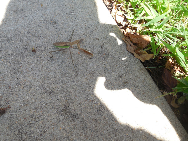 Praying Mantis | Project Noah