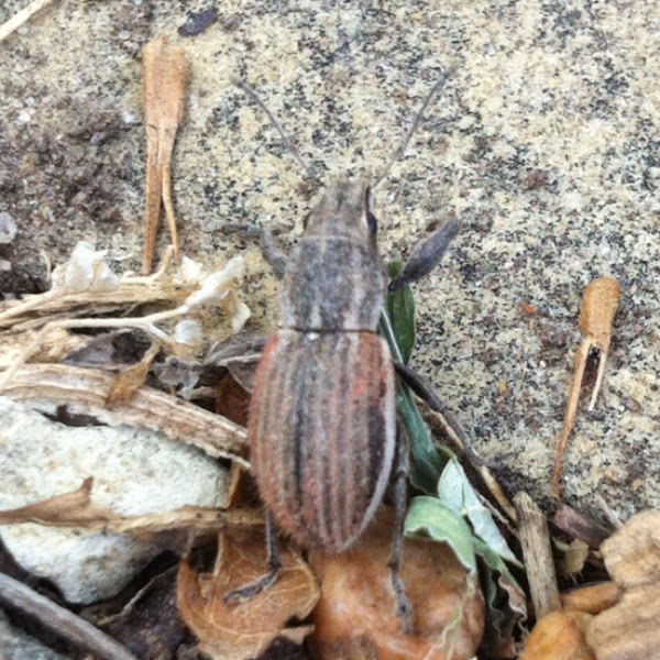 White-fringed Weevil | Project Noah