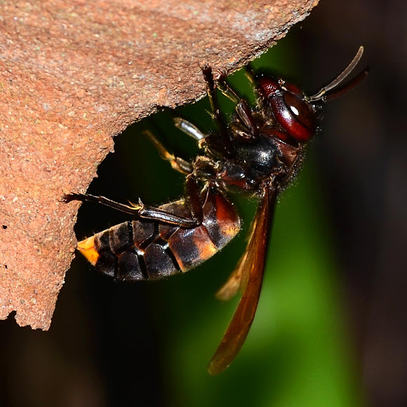 Potter Wasp | Project Noah