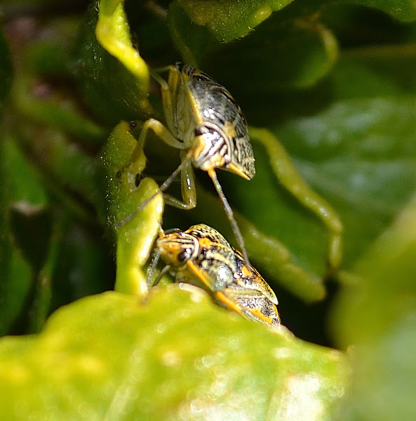 Antestia bug | Project Noah