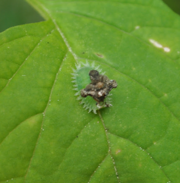 Clavate Tortoise Beetle | Project Noah
