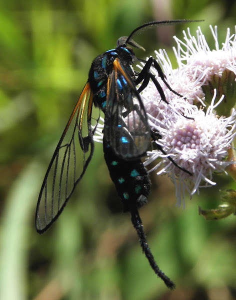 Clearwing moth (mimics wasp) | Project Noah