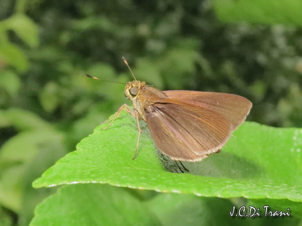 Skipper | Project Noah