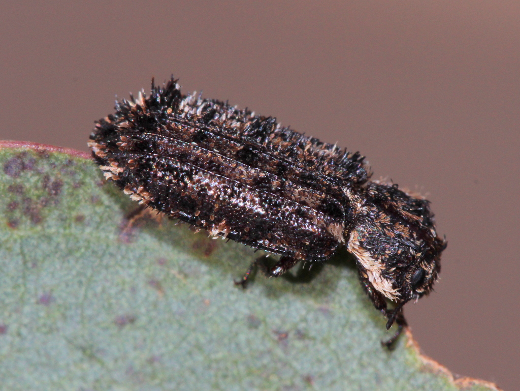 Bark gnawing beetle | Project Noah