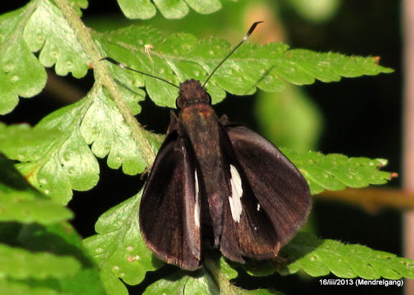 Common Banded Demon | Project Noah