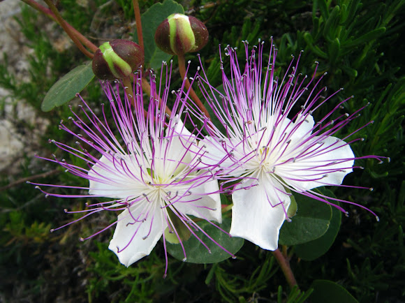 Spineless Caper | Project Noah