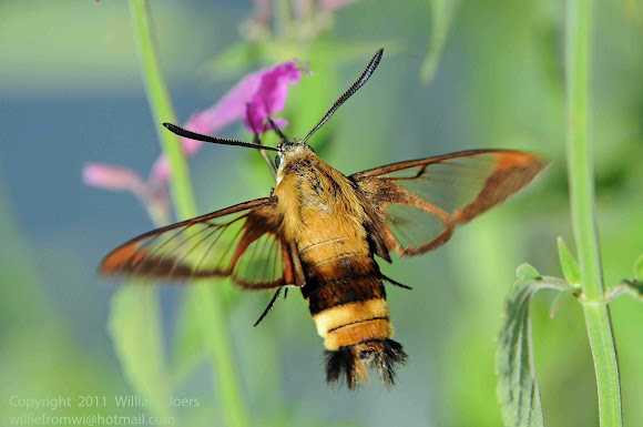 Hummingbird Clearwing Moth