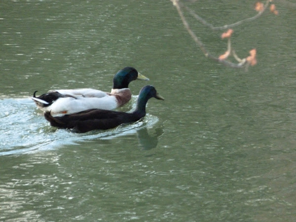 Black runner duck | Project Noah