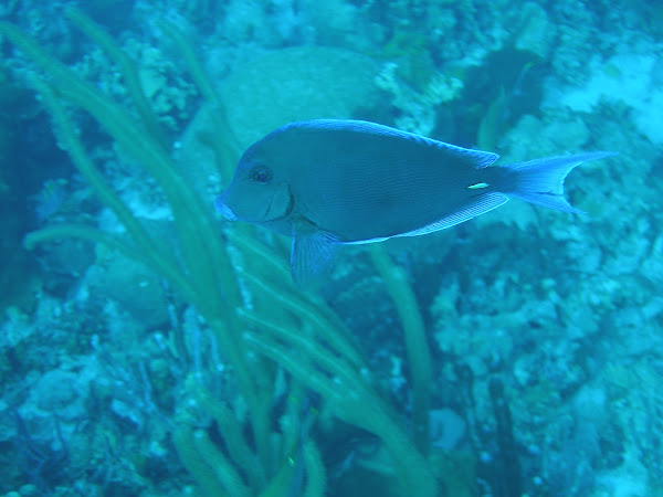 Atlantic blue tang | Project Noah
