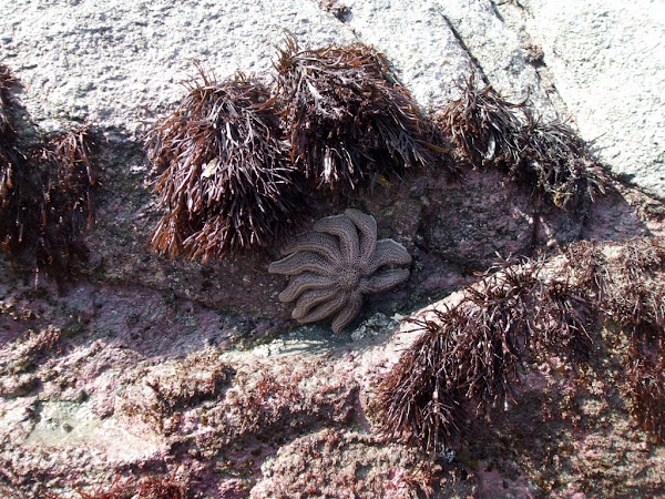 Eleven-armed sea star | Project Noah