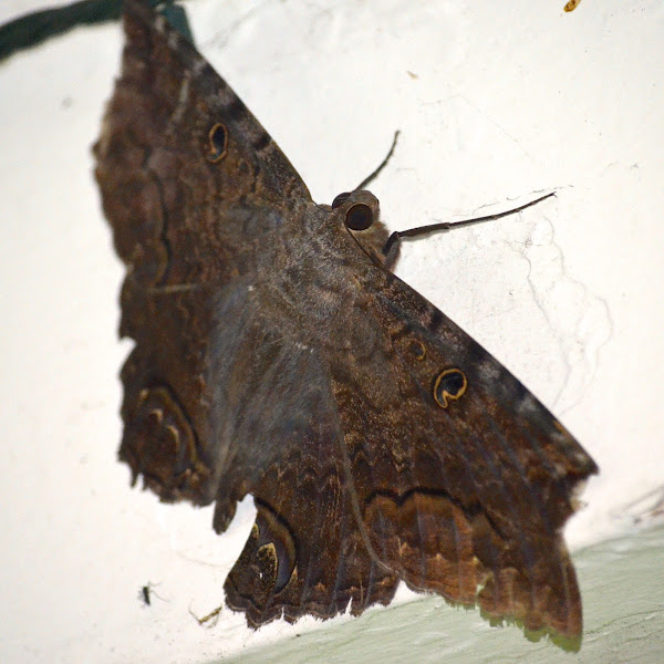 Black Witch Moth | Project Noah