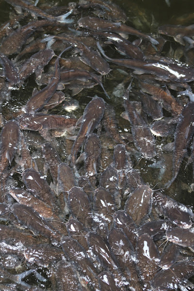 atlantic catfish | Project Noah