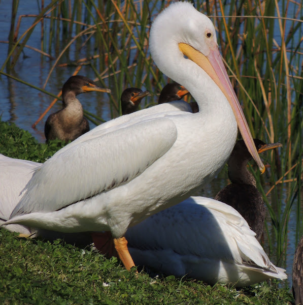 American white pelican | Project Noah