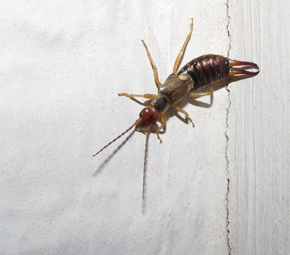 European Earwig (female) | Project Noah