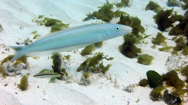 Sand Tilefish | Project Noah