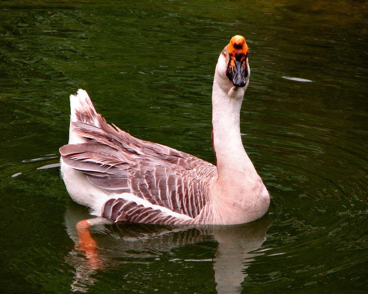 African Goose | Project Noah