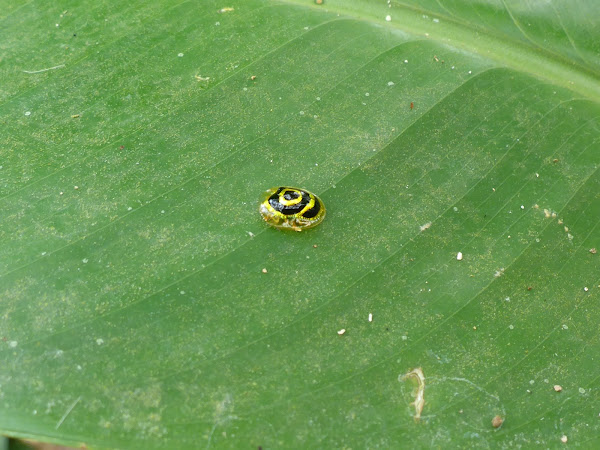 Target beetle | Project Noah