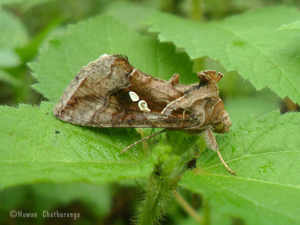 Semi-looper Moth | Project Noah