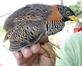 Spotted Buttonquail | Project Noah