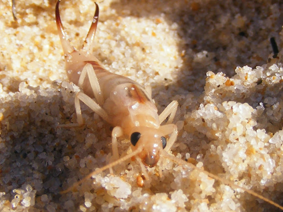 Bicha-Cadela | Project Noah