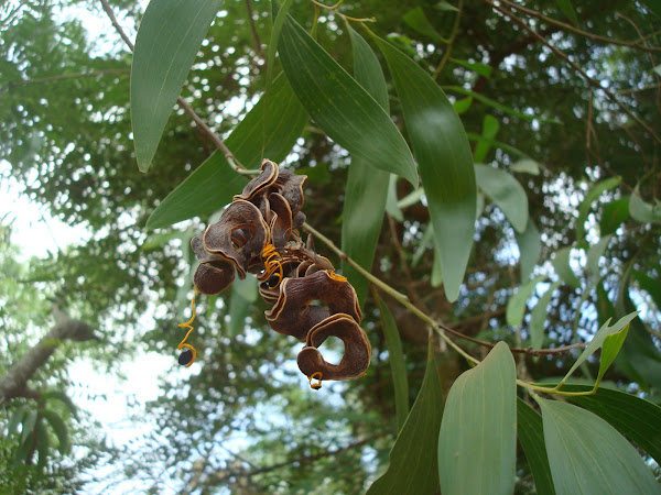 Earpod wattle | Project Noah