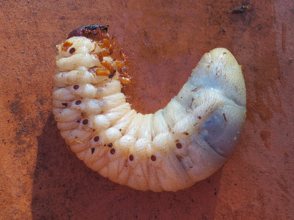 Rhinoceros beetle larva | Project Noah