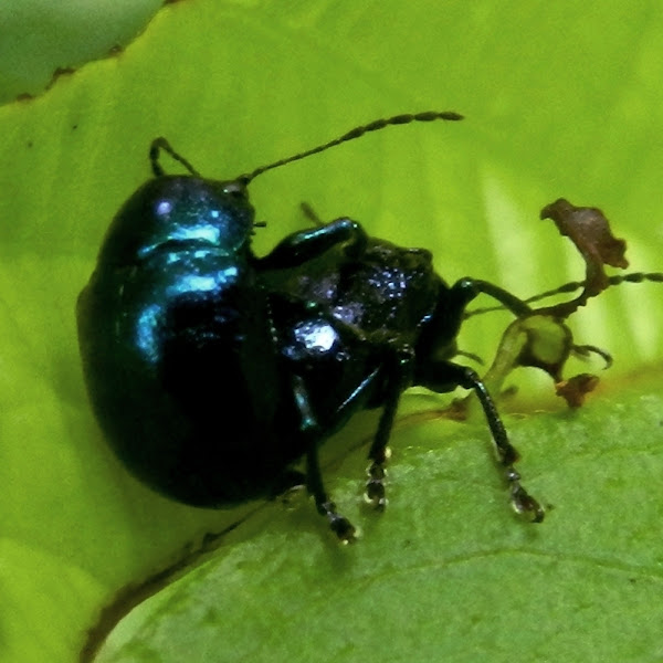 Blue Milkweed Beetle | Project Noah