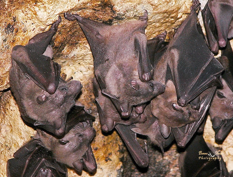 Geoffroy's Rousette | Project Noah