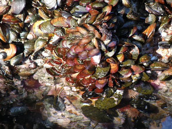 Mussel | Project Noah