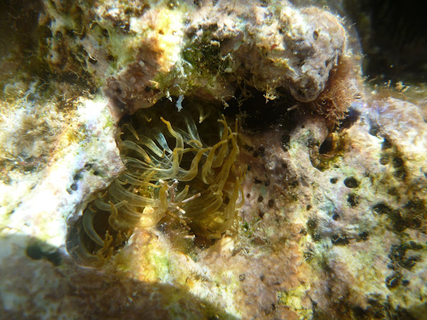 Trumpet anemone. | Project Noah