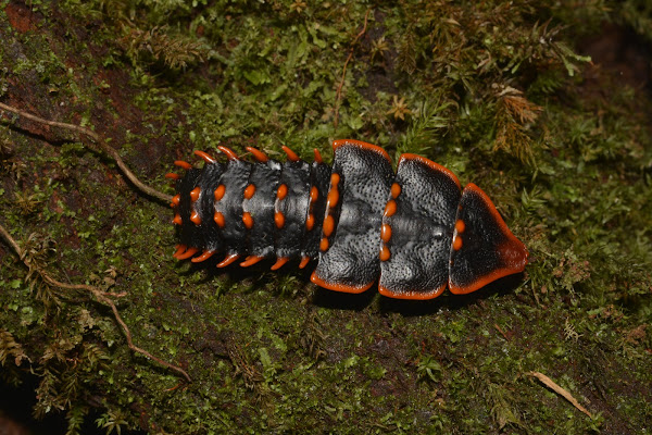 Trilobite Beetle | Project Noah