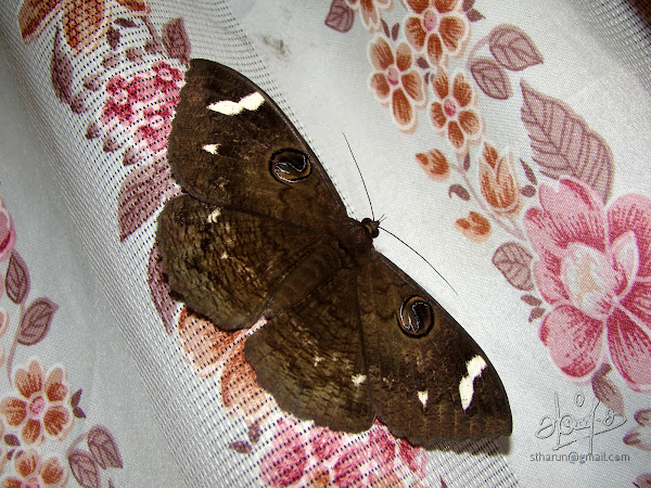 Erebus Moth | Project Noah