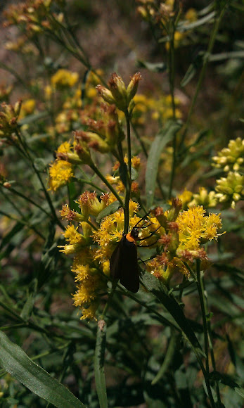 Yellow-collared Scape Moth | Project Noah