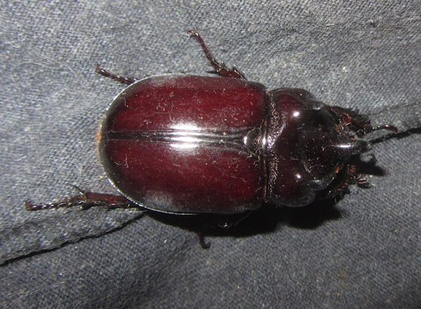 Ox beetle | Project Noah