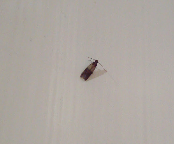 Indian Meal Moth / Moljac | Project Noah