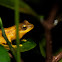 Resplendent Shrub Frog | Project Noah