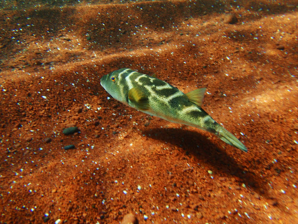 Box Puffer | Project Noah