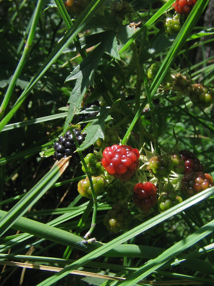 Evergreen Blackberry | Project Noah