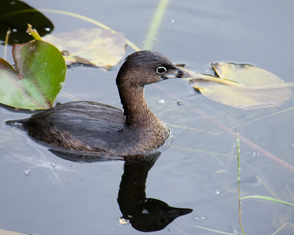 Pied-billed Grebe | Project Noah